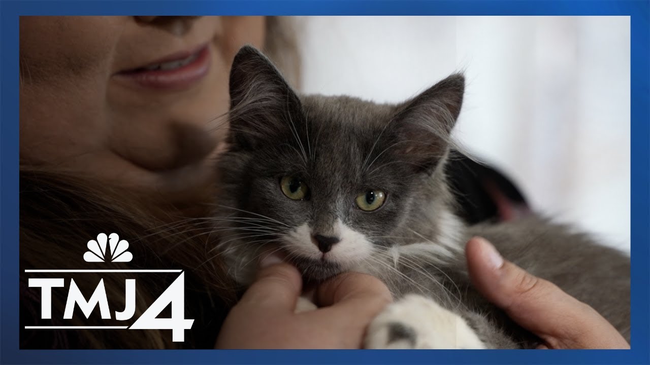 Kitten rescued from pipe finds forever home - YouTube