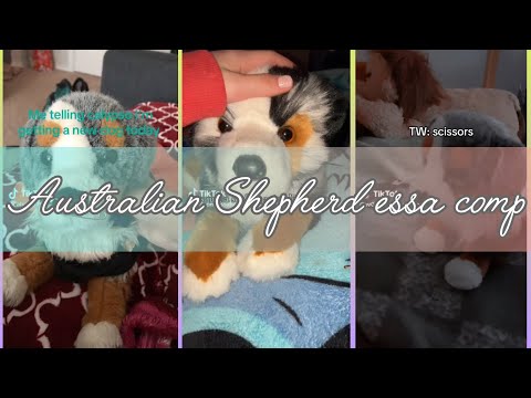 Australian Shepherd essa TikTok comp | requested | none are mine | credits to original owners