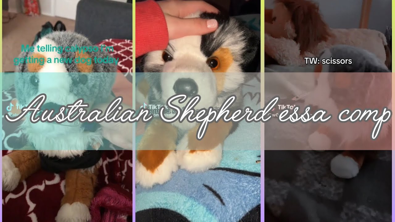 Australian Shepherd essa TikTok comp | requested | none are mine ...