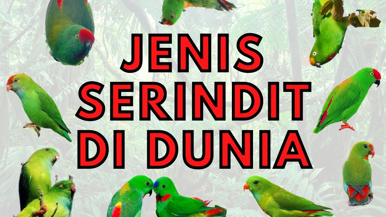 JENIS SERINDIT DI DUNIA - YouTube