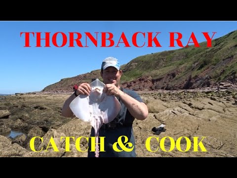 THORNBACK RAY CATCH & COOK - YouTube
