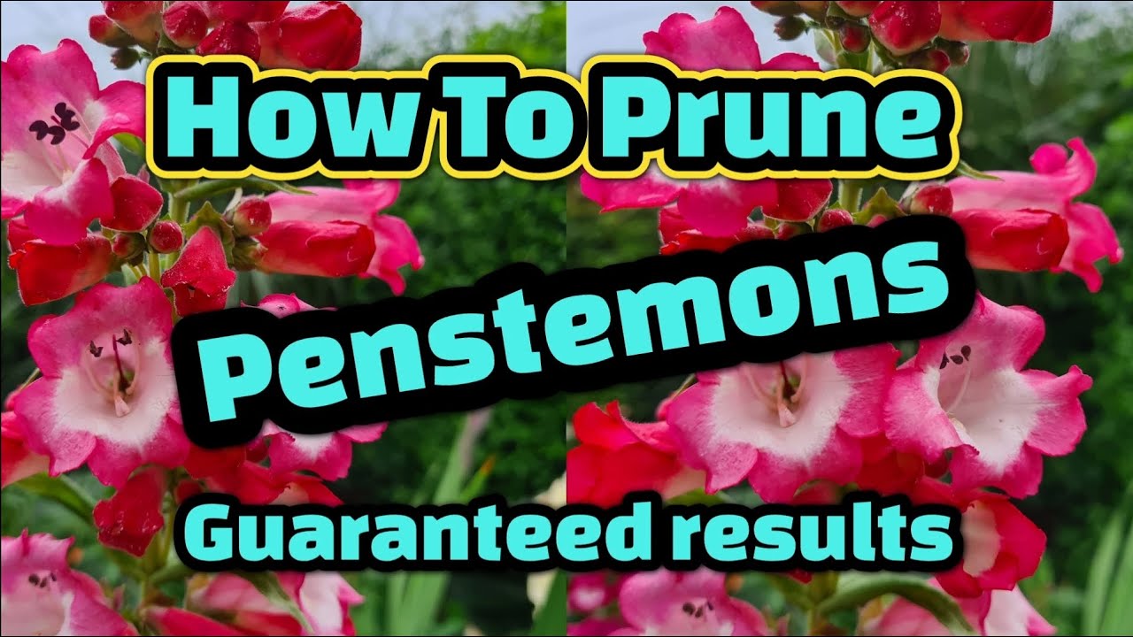 How to prune Penstemons - YouTube