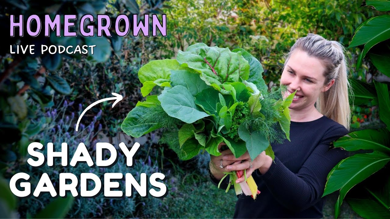 Shady situations - How to grow food in a shady garden 🌿 - YouTube