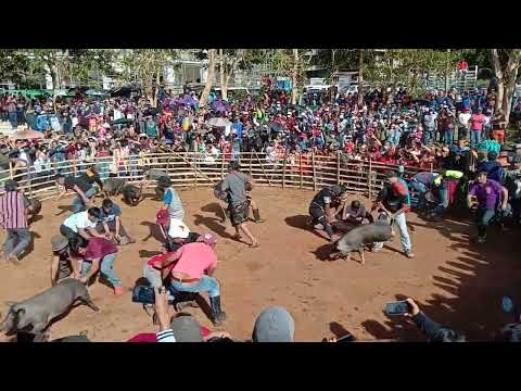 PIG CATCHING - BENGUET ADIVAY 2022 - YouTube