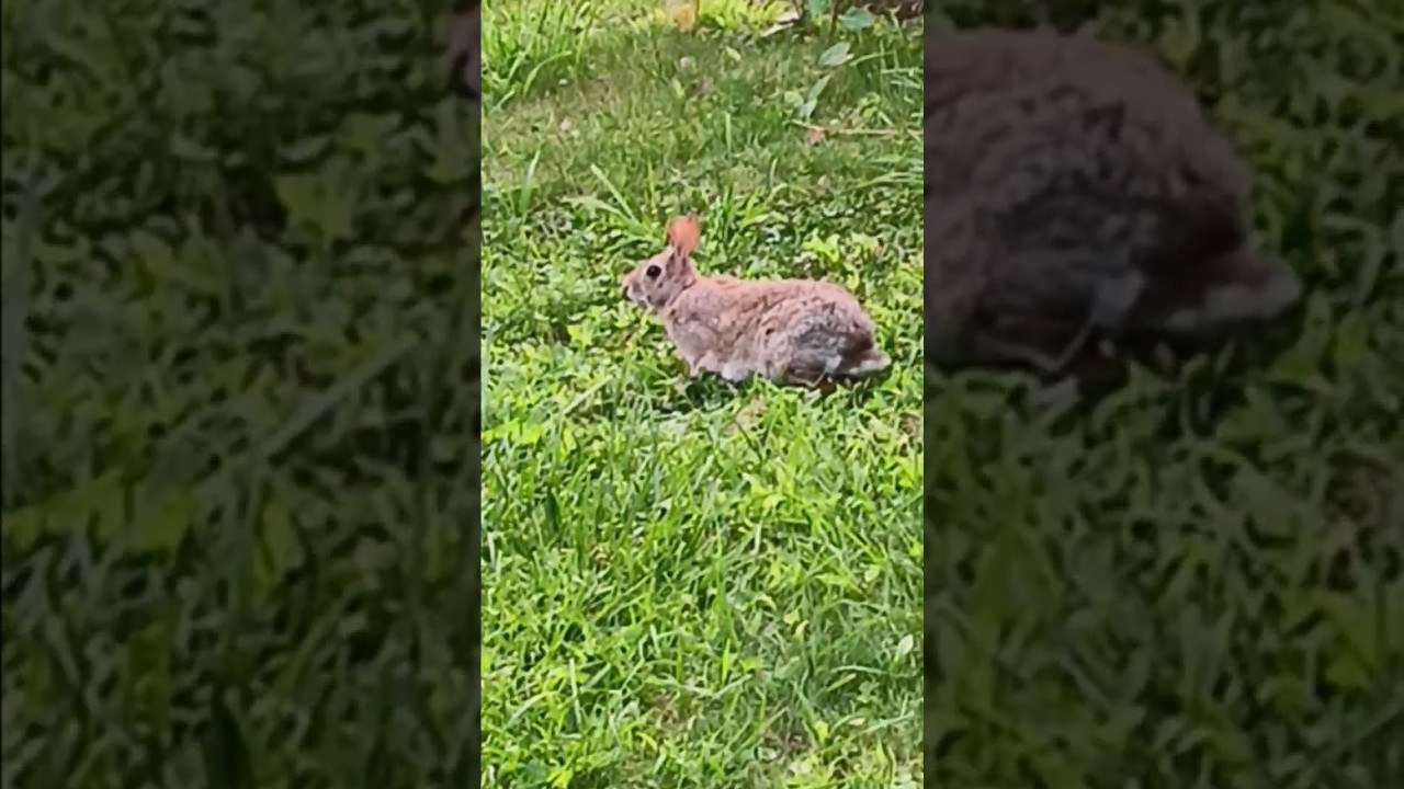 Bunny rabbit - YouTube