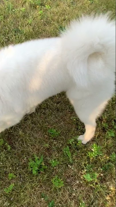 Ruby running free - YouTube