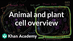 Structure of a cell | Biology | Khan Academy - YouTube