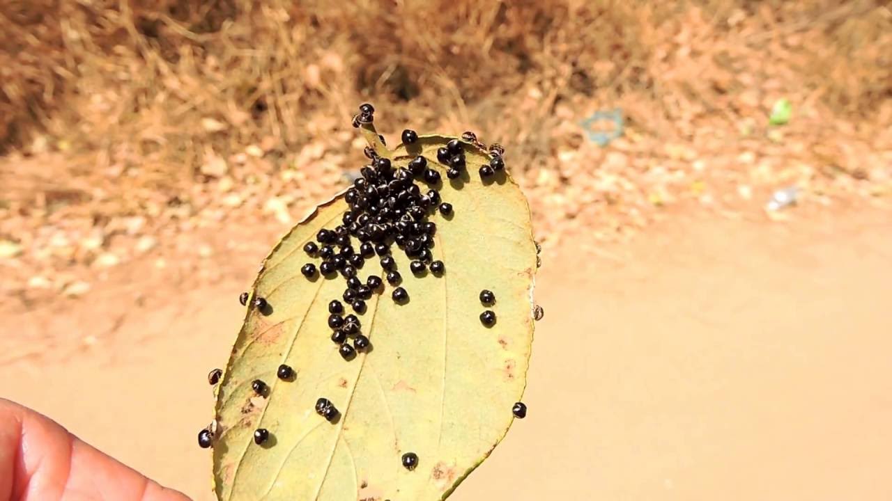 Bugs on Buffalo-thorn tree leaf. Video 2 - YouTube