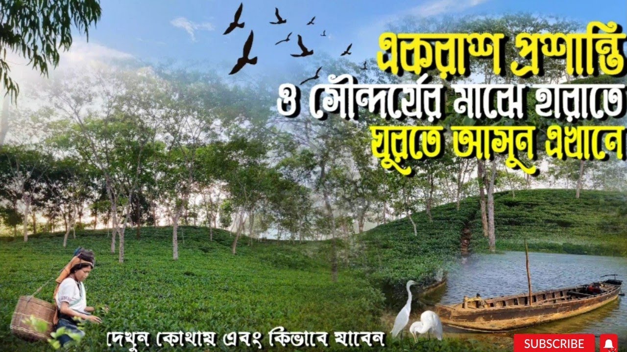 Kodala Tea Garden ।। কোদালা চা বাগান।। Kodala Tea State #rangunia - YouTube