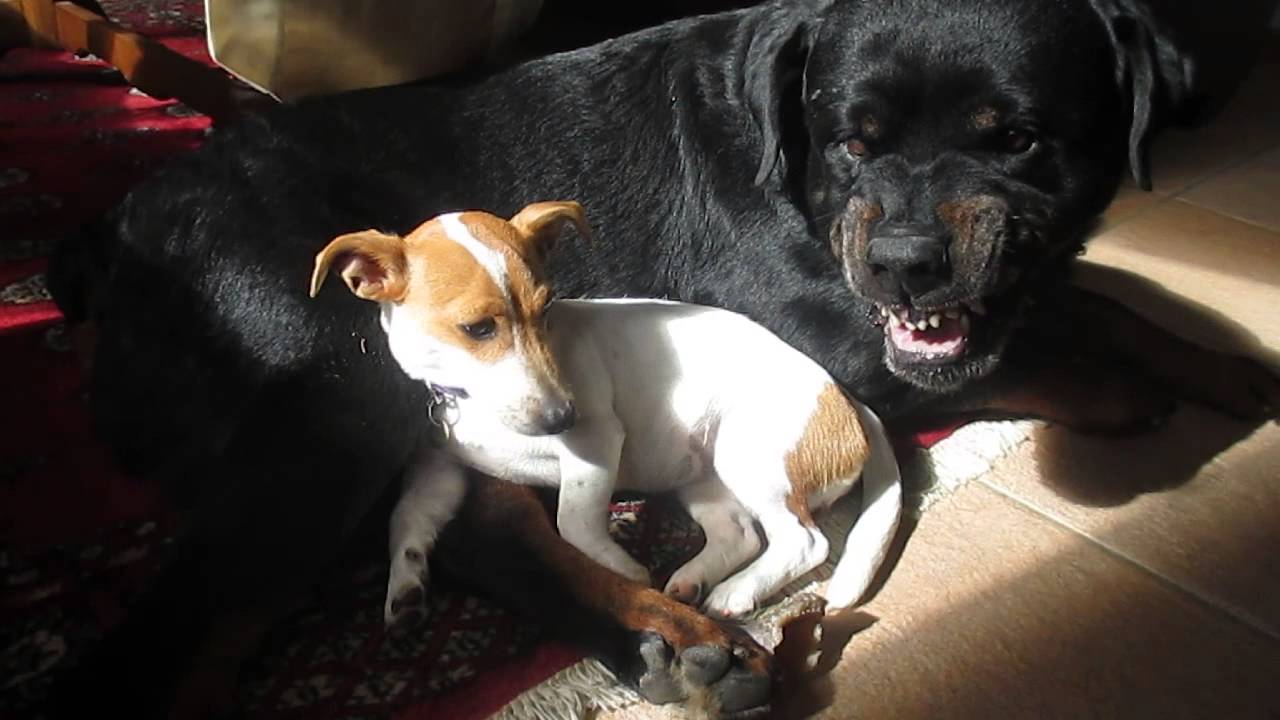 Big Rottweiler VS. Cheeky Jack Russell - YouTube
