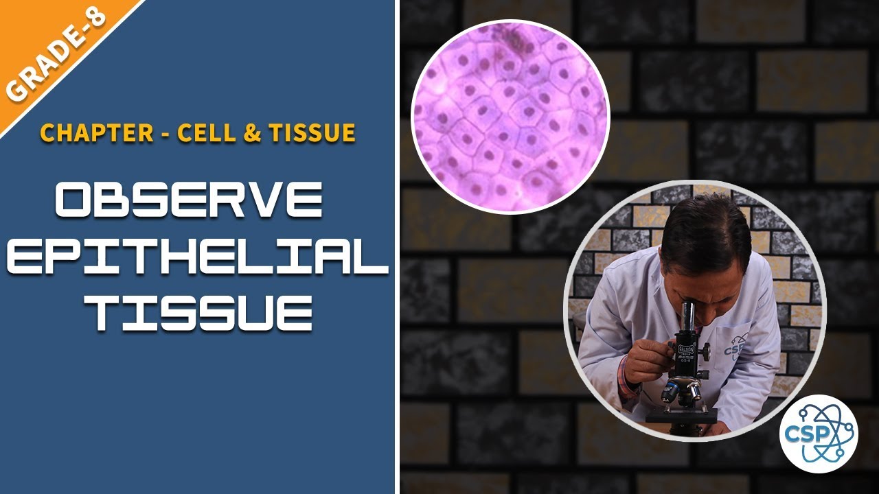 To Prepare Temporary Slide of Epithelial Tissue | Class-8 - YouTube