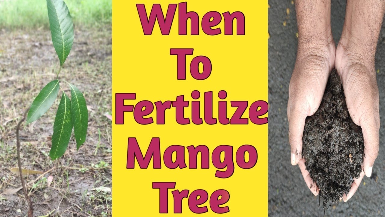 When To Fertilize Mango Tree | आम के पेड़ को खाद कब डालें - YouTube