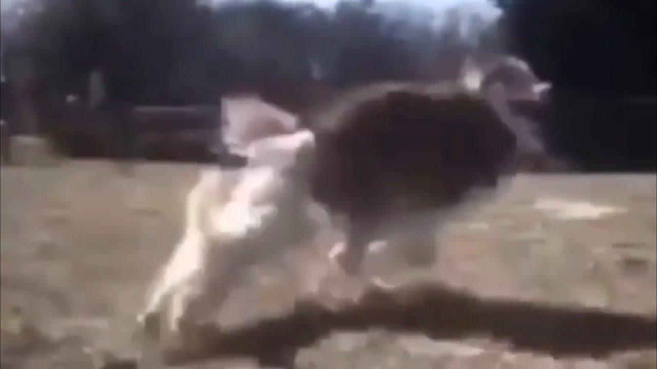 Some Rambunctious Dog Park doggo shenanigans - YouTube