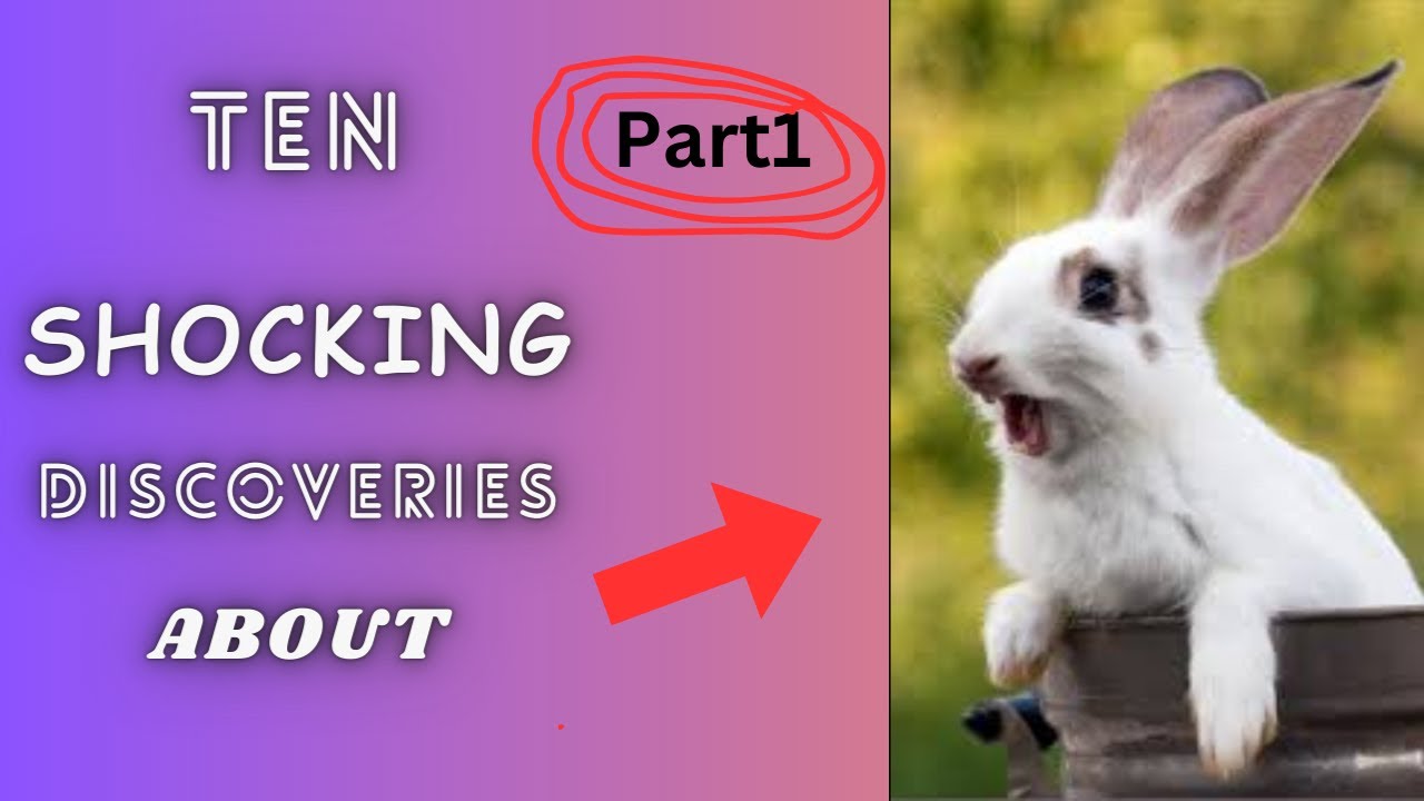 Animal : The hidden secrets of rabbits| What you didn't know. - YouTube