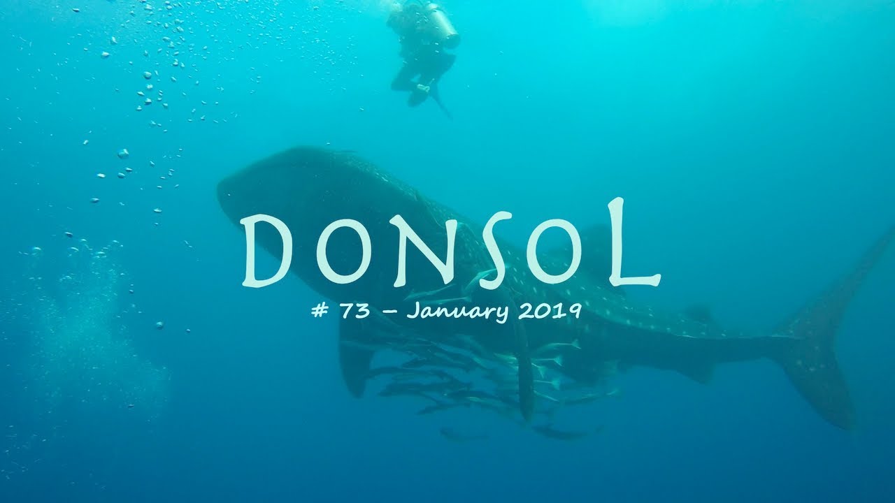 Whale Shark Diving in Donsol - Philippines - YouTube