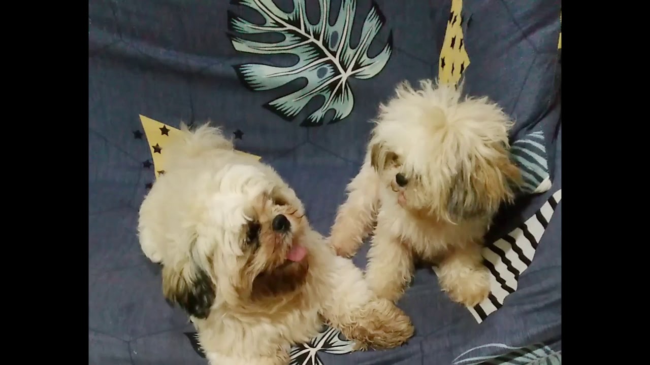 2 Shih Tzu "playing fight",Gido chasing Zoey - YouTube