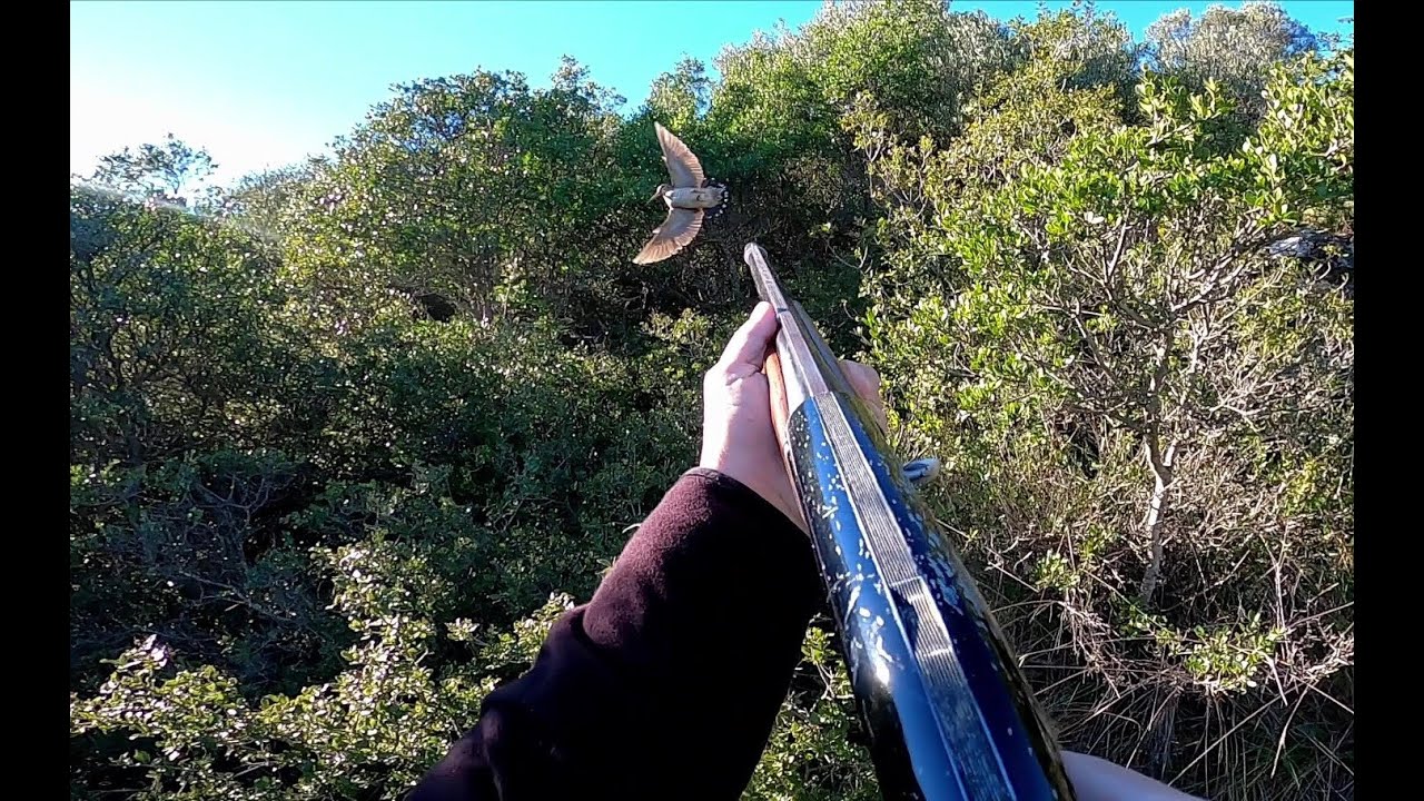 CACCIA ALLA BECCACCIA SETTER IRLANDESE! IRISH SETTER HUNTING WOODCOCK ...