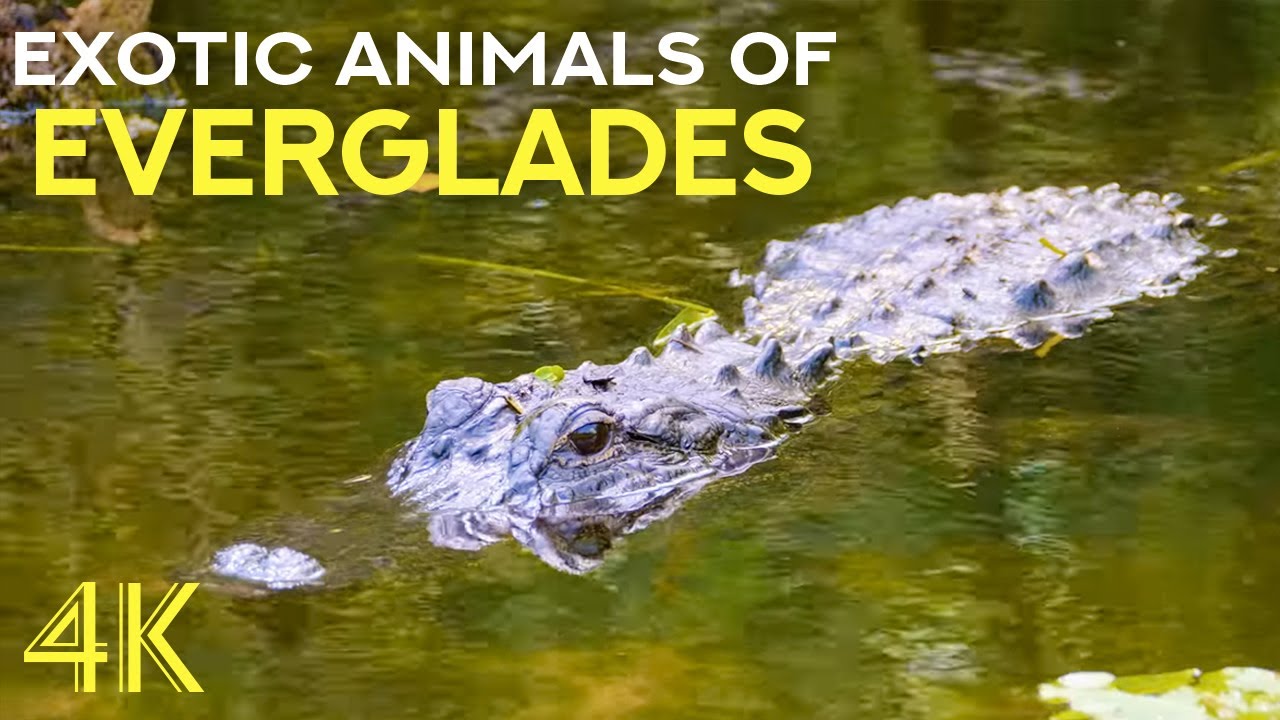 Exotic Animals of Florida - Alligators, Manatees & Turtles - 4K ...