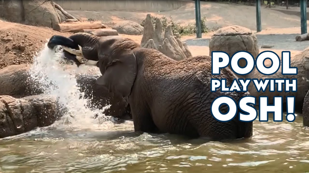 Pool Play with Osh the Elephant - YouTube