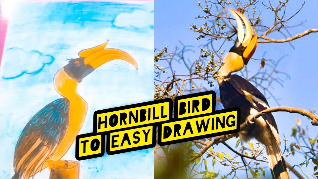 How to Draw simple Hornbill /Crazy man art #fousizdreamworld# ...