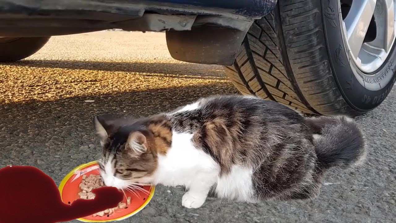 EXPERIMENT CAR VS Cats | Crushing Crunchy Soft Things by Car - YouTube