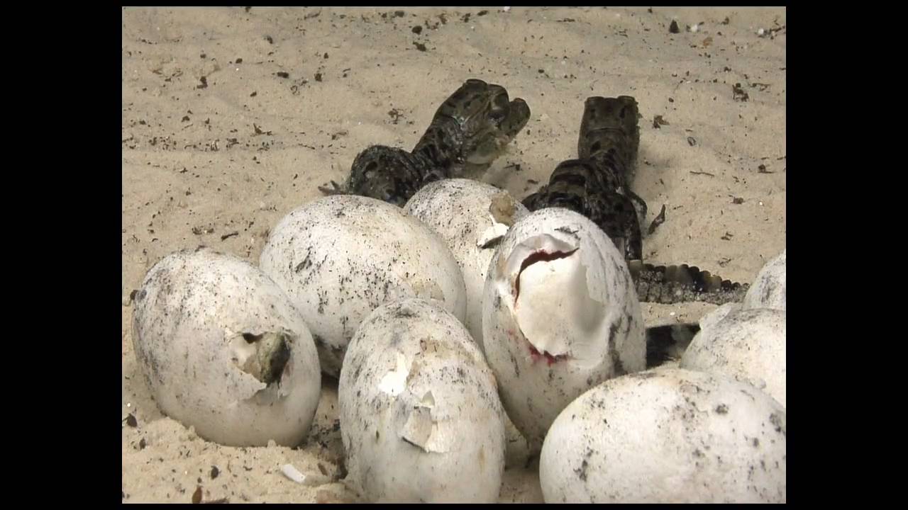 Glades Herp Farm Caiman Hatch (click HD) - YouTube
