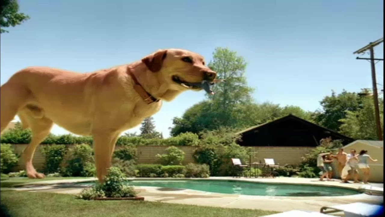 Smirnoff Ice "Catapult" Commercial - 2007 - GIANT Yellow Labrador ...