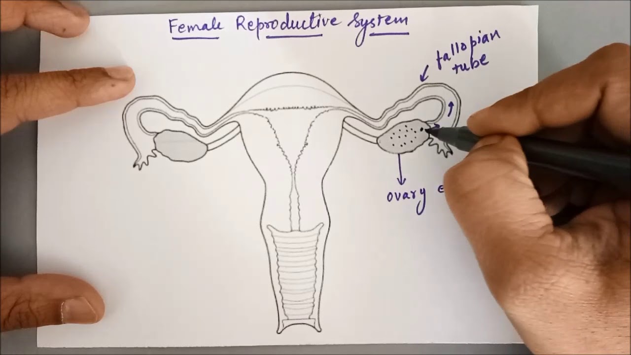 Female Reproductive System Simple Explanation YouTube