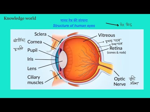 Human eye and its defects - YouTube