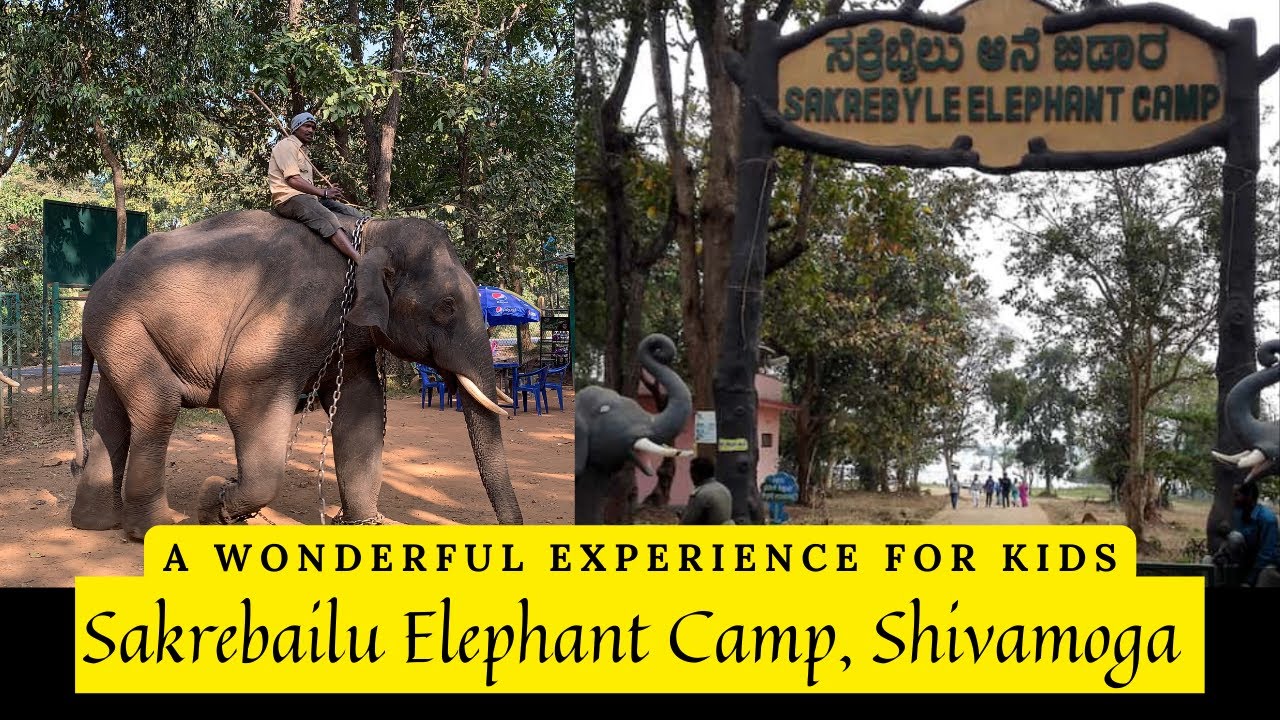 Sakrebailu Elephant Camp - A wonderful experience for kids - Shimoga ...