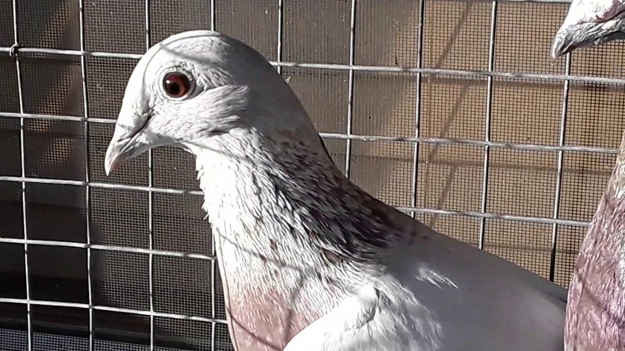 Racing Homers pair of silvers for 2020. - YouTube