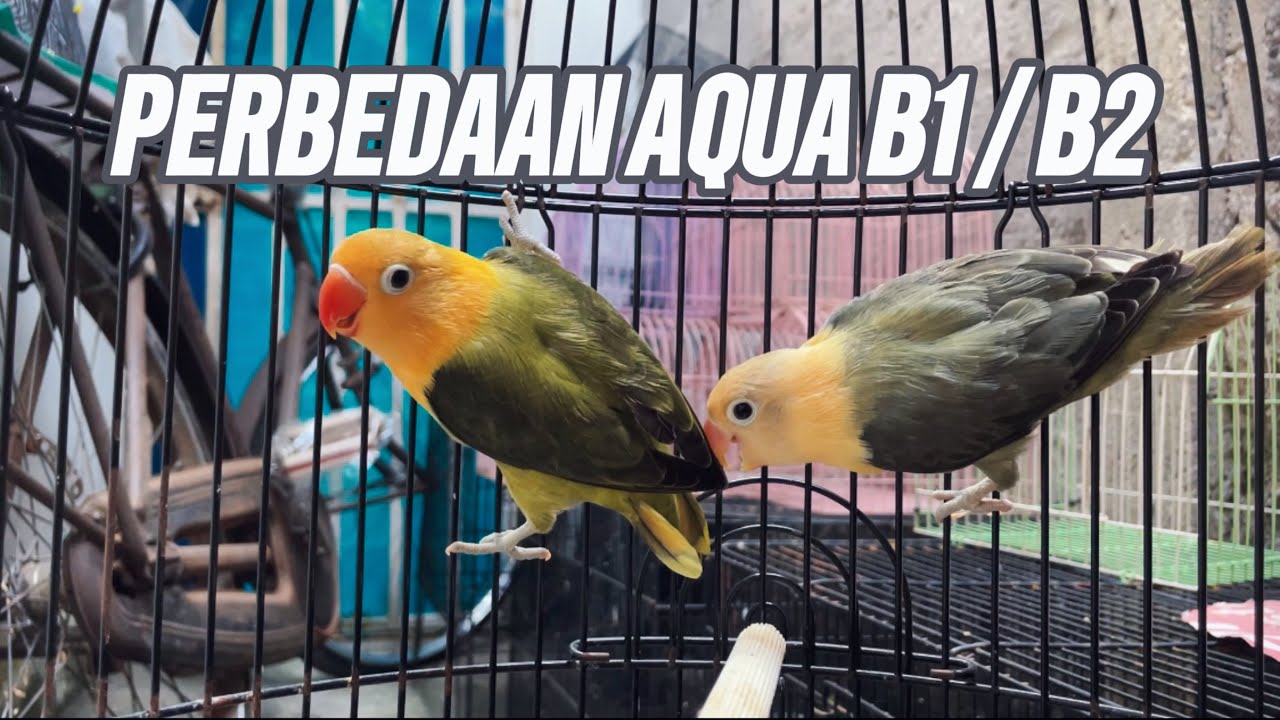 PERBEDAAN LOVEBIRD AQUA B1 & B2 - YouTube