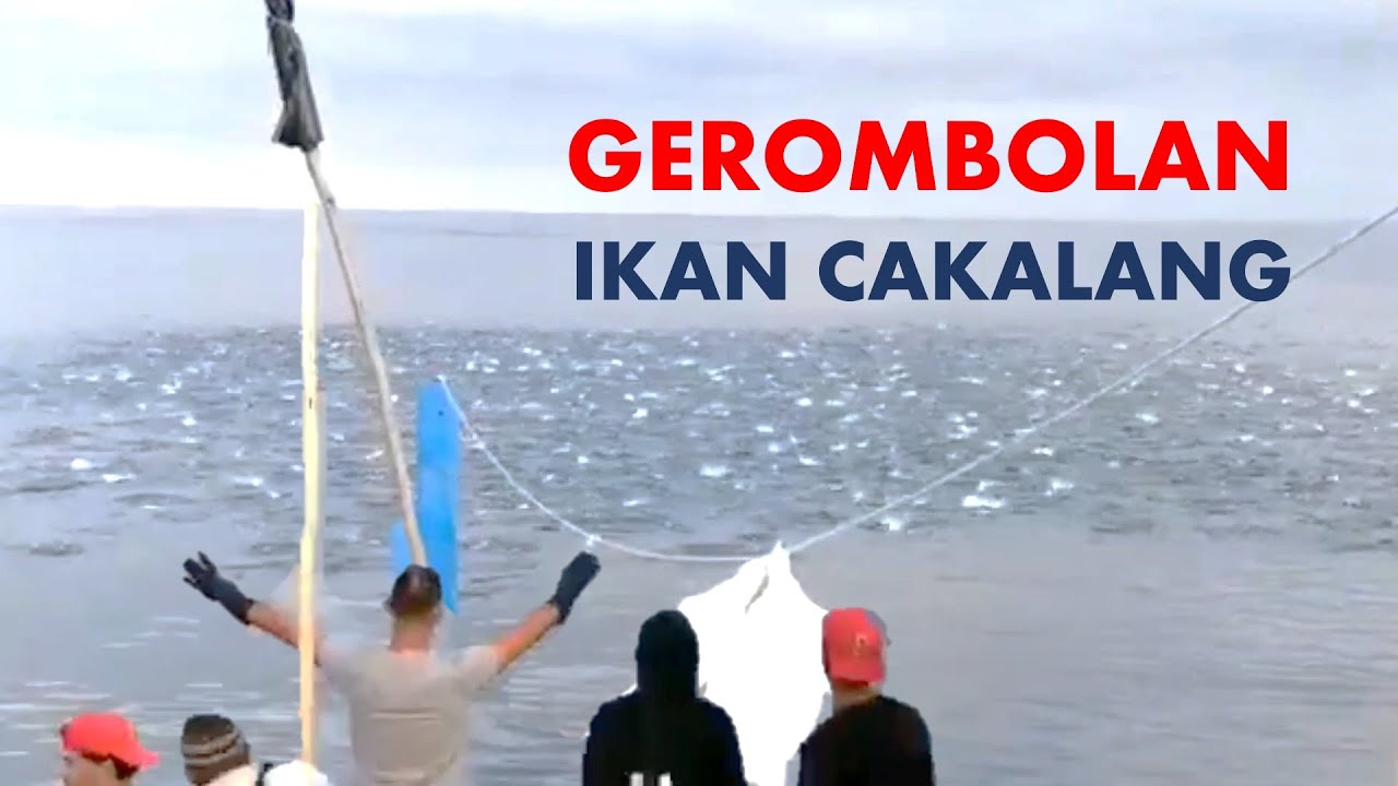GEROMBOLAN IKAN CAKALANG OLEH NELAYAN TRADISONAL - YouTube