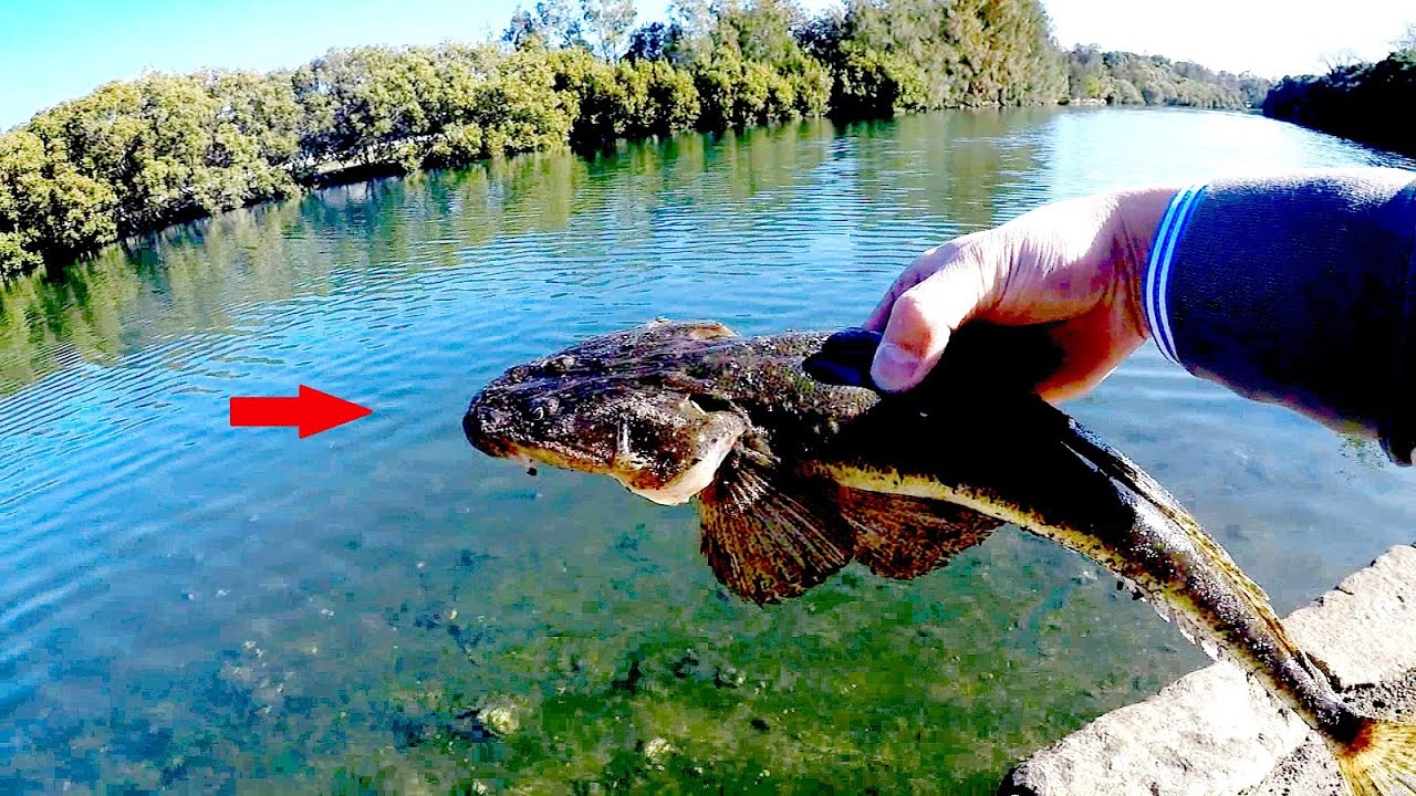 Walking The Banks For Flathead - Cooks River Fishing - YouTube