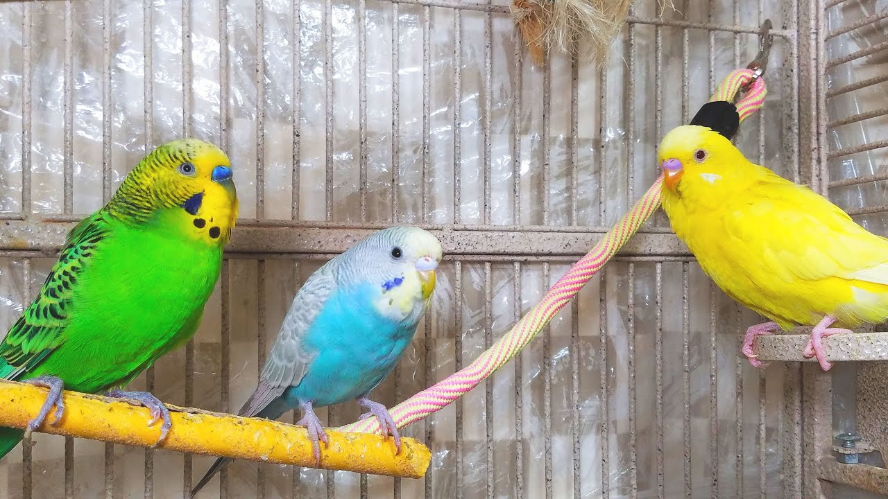 3 Hr Happy Parakeets Eating Singing Playing, Budgies Chirping. Reduce ...