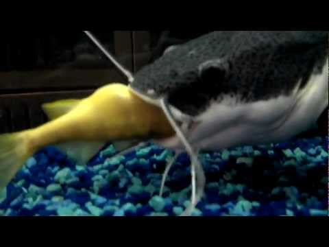 red tail catfish vs perch. - YouTube
