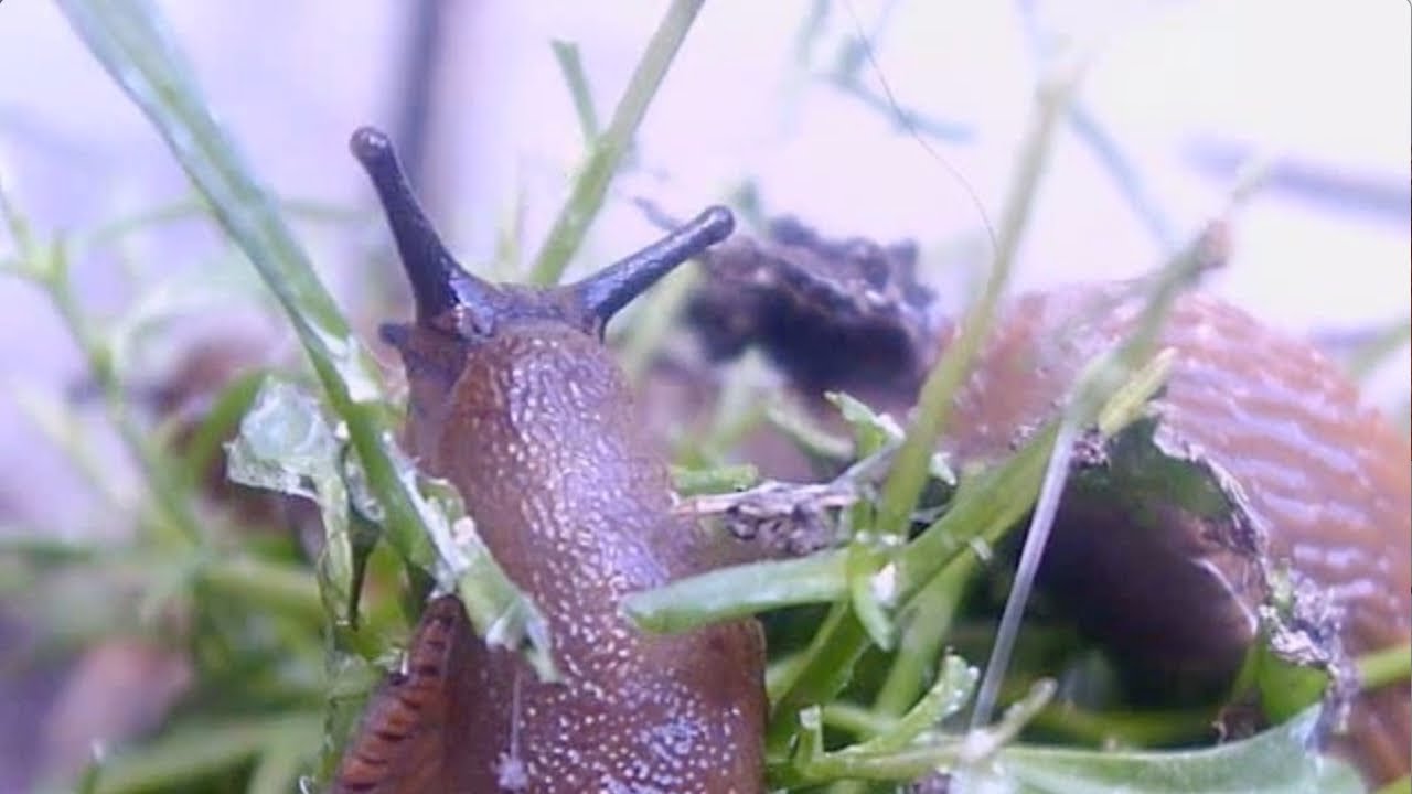 Time-Lapse Slugs (Filmed With HUE Animation Studio) - YouTube