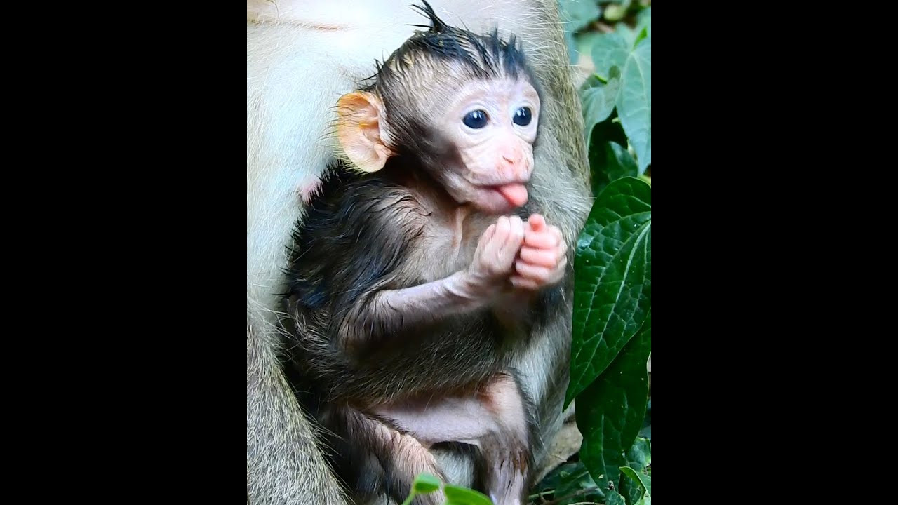 Video Newborn baby monkey...how mother take care her first baby monkey ...
