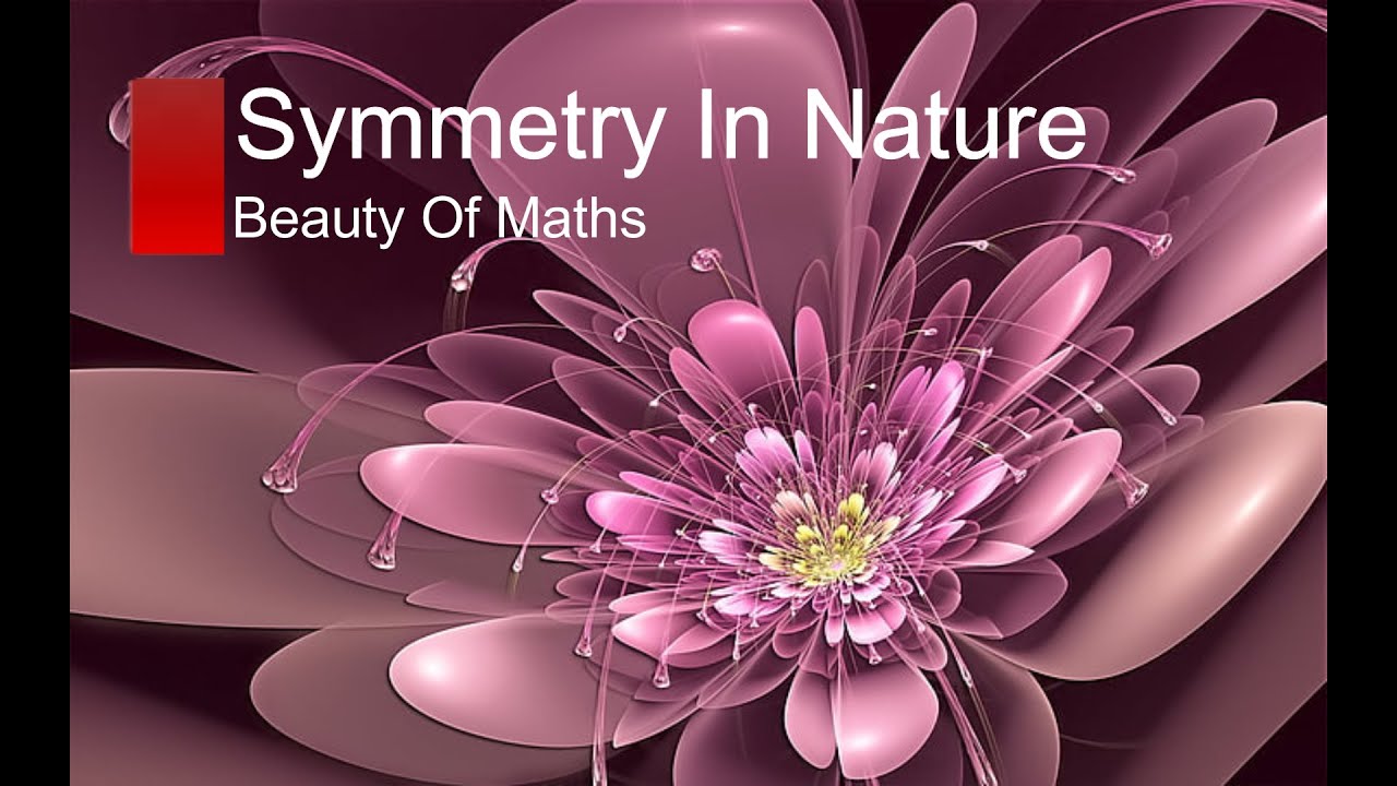 Symmetry in nature or symmetry and nature | Patterns in nature | Math ...