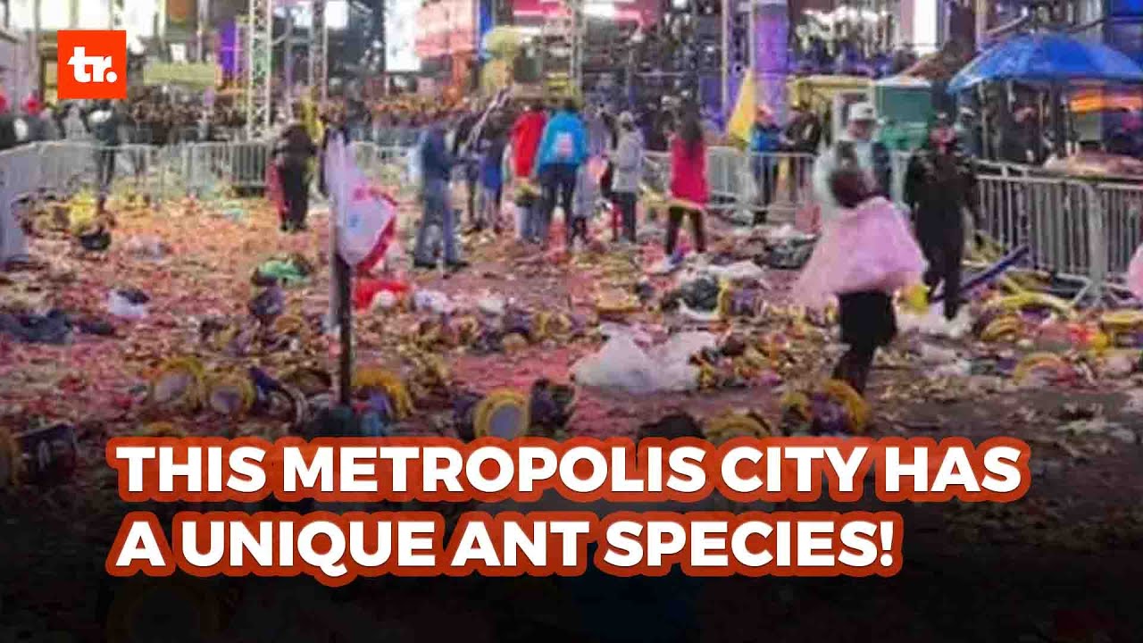 This Metropolis City Has A Unique Ant Species! - YouTube
