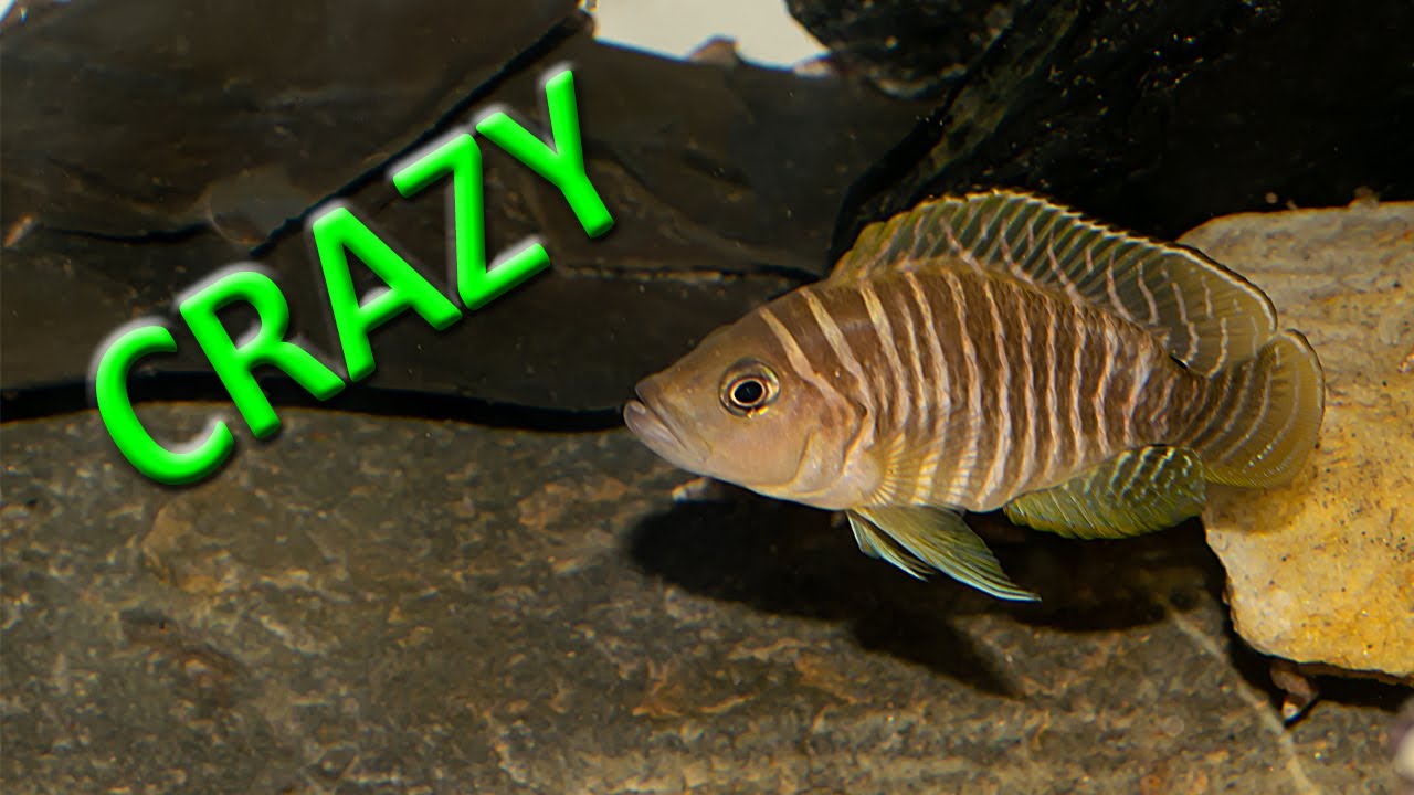 Crazy Shell Dweller Story (video) - YouTube