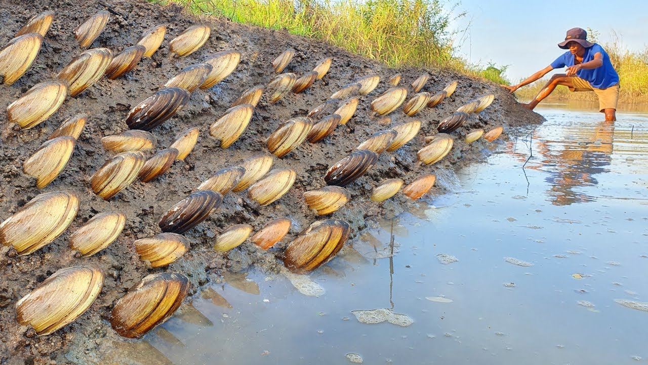 amazing 5 videos! a lots of snail clams crab Eating Clams After Find By ...