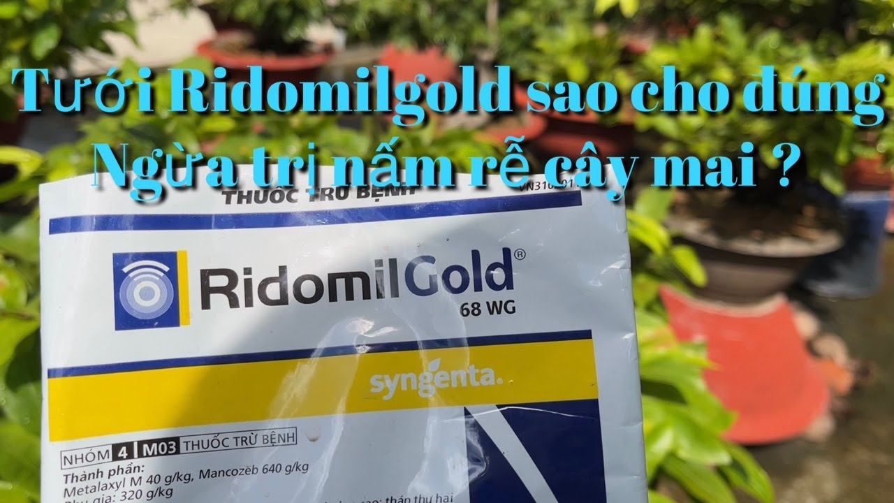 Tưới thuốc Ridomilgold như thế nào là đúng để diệt ngừa nấm rễ ? 12-5 ...