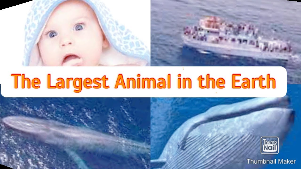 Antarctic blue whale, the largest animal on earth - YouTube