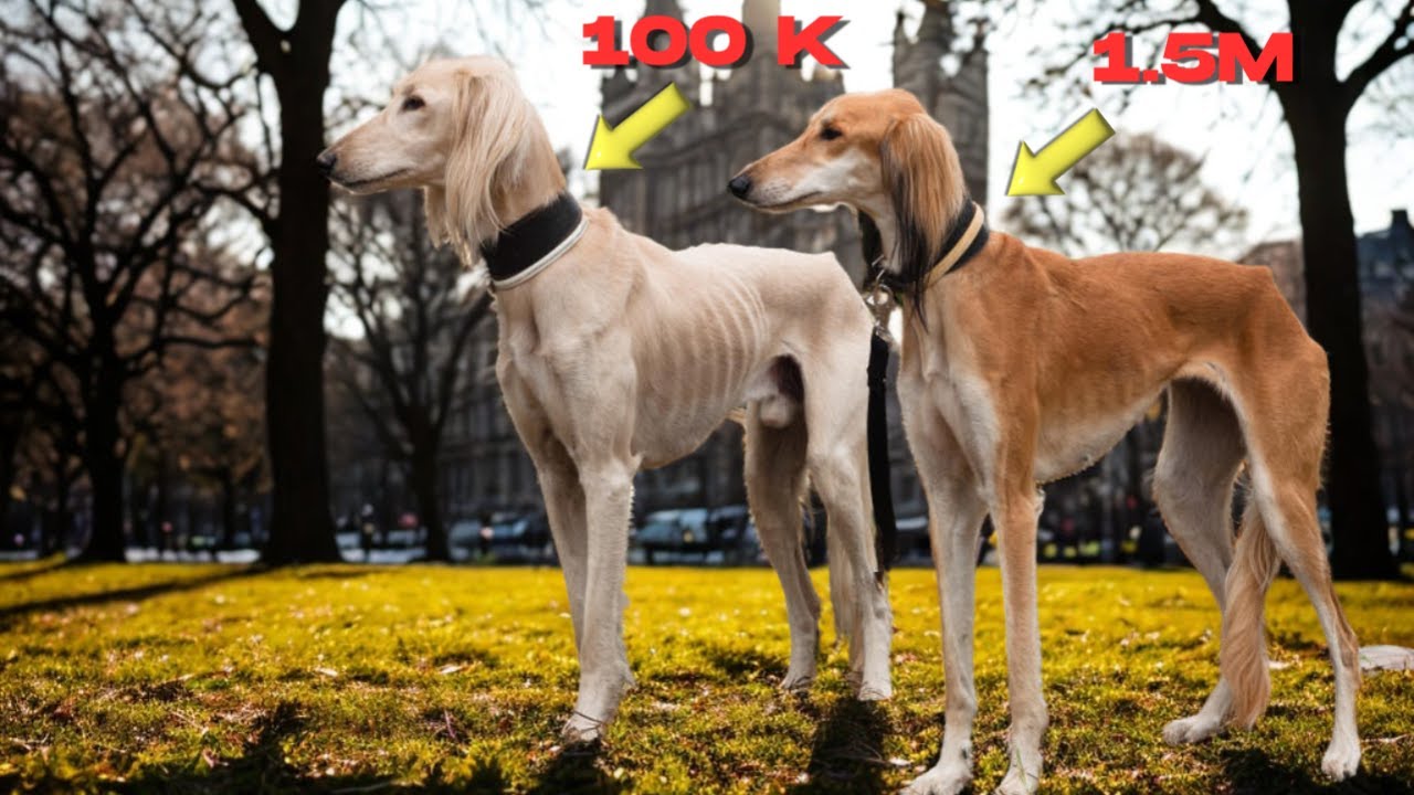 Barking up the Money Tree: History of The World's Most Expensive Dogs ...