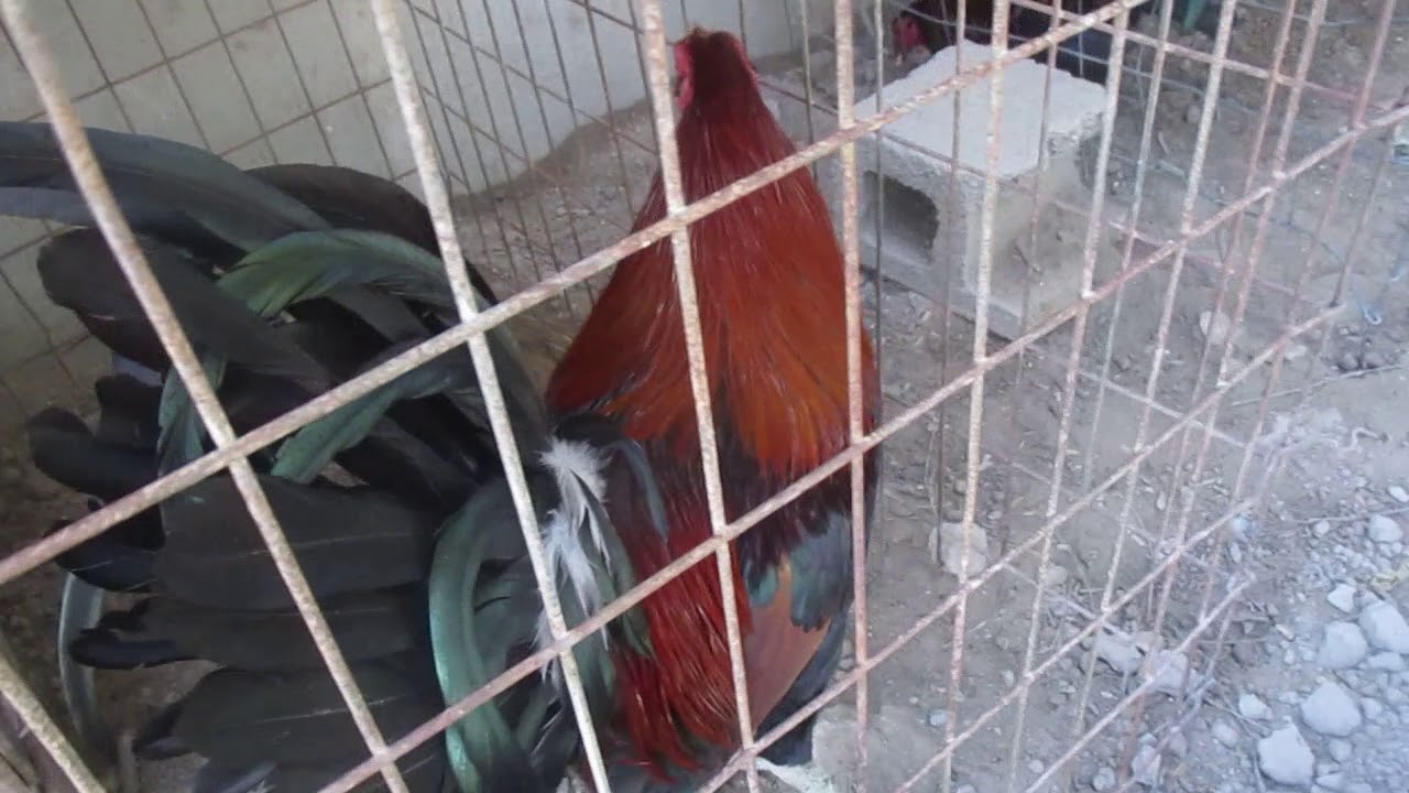 Gallo Hatch y Gallina Asil.... - YouTube