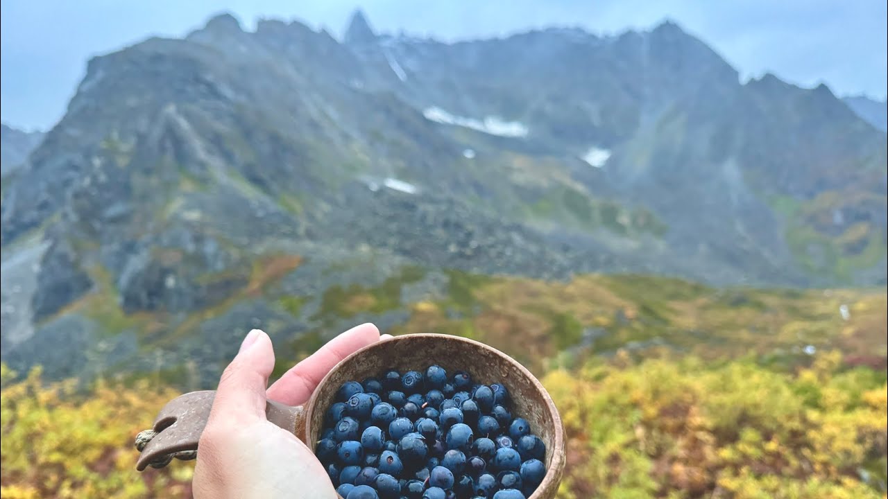 Alaska Has the Best Wild Blueberries 🫐 - YouTube