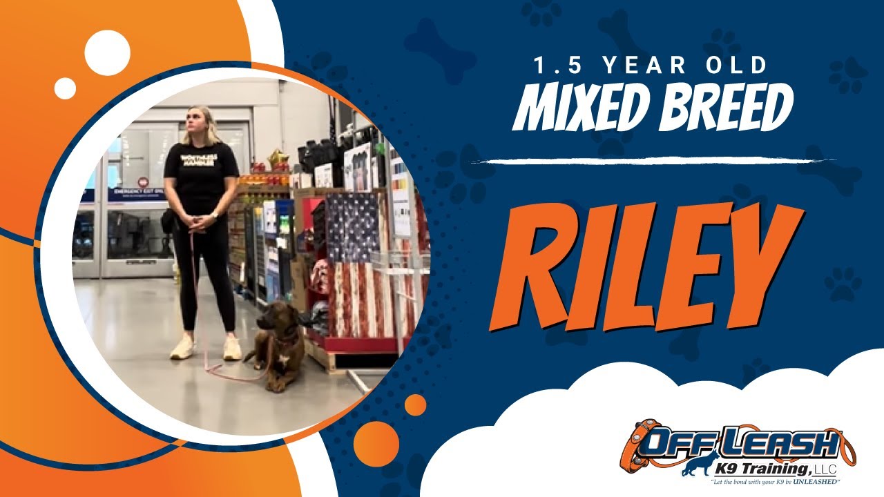 Riley, Mixed Breed | 3 Week BNT| Best Dog Trainers Northern VA | Off ...