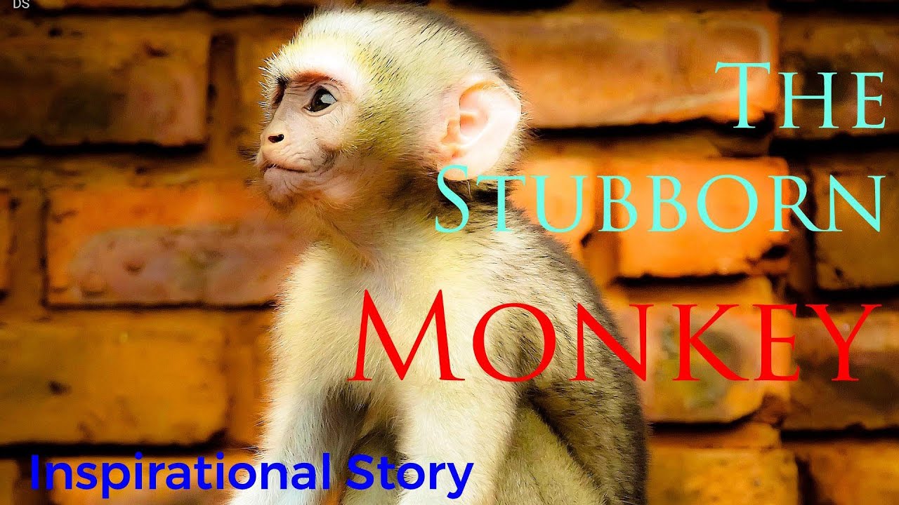 The Stubborn Monkey | Motivational Video | Inspirational story ...