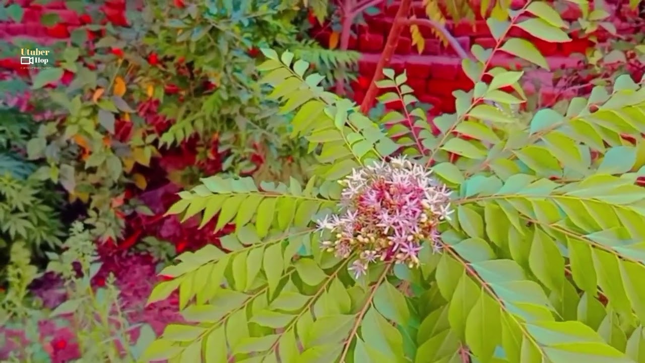 Curry leaf plant | kari pata poda | free to use stock HD footage - YouTube